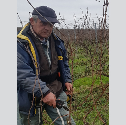 OUR PEOPLE – VIGNOBLES BOISSONNEAU